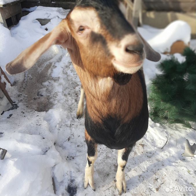 Услуги козла