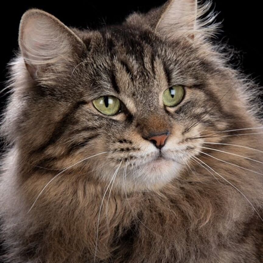 Курильский бобтейл в добрые руки