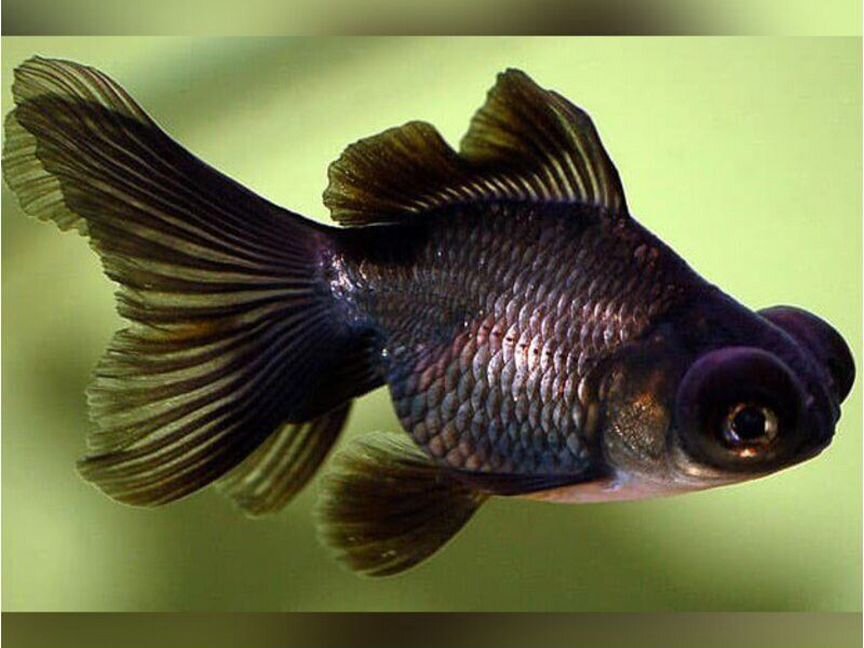 Аквариумные рыбы