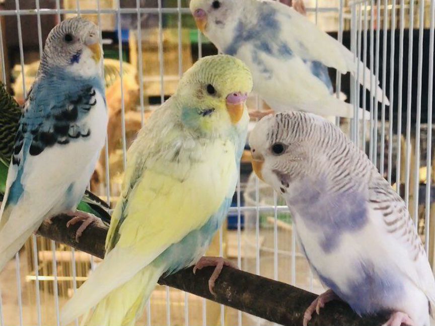 Птенцы волнистый попугай