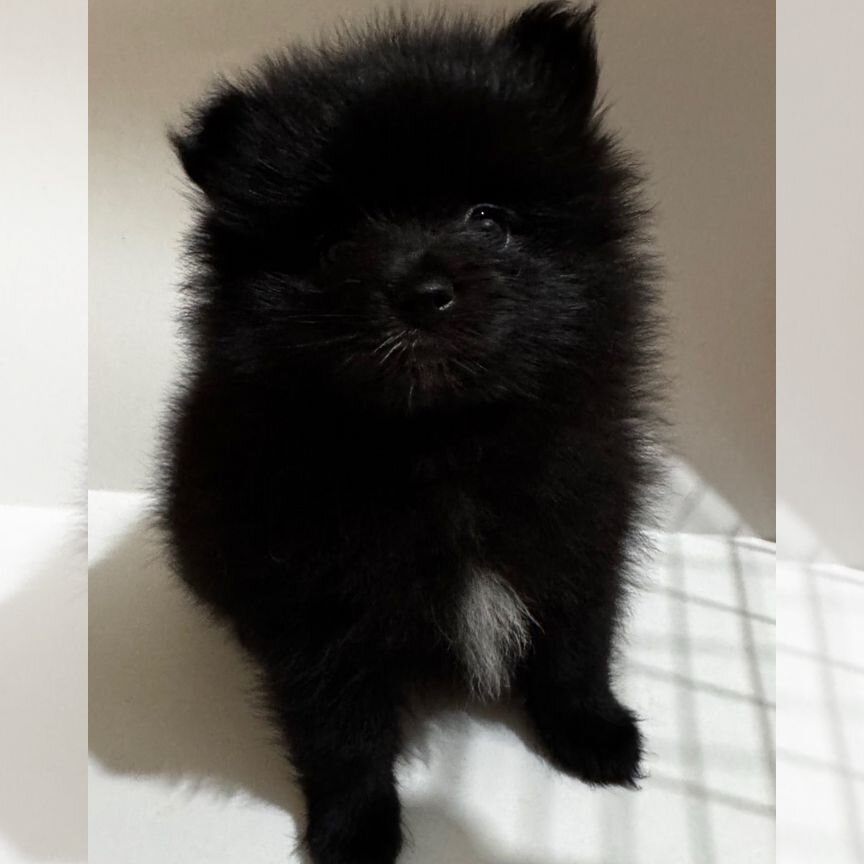 Померанский шпиц, щенок