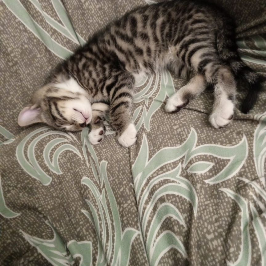 Отдам котенка