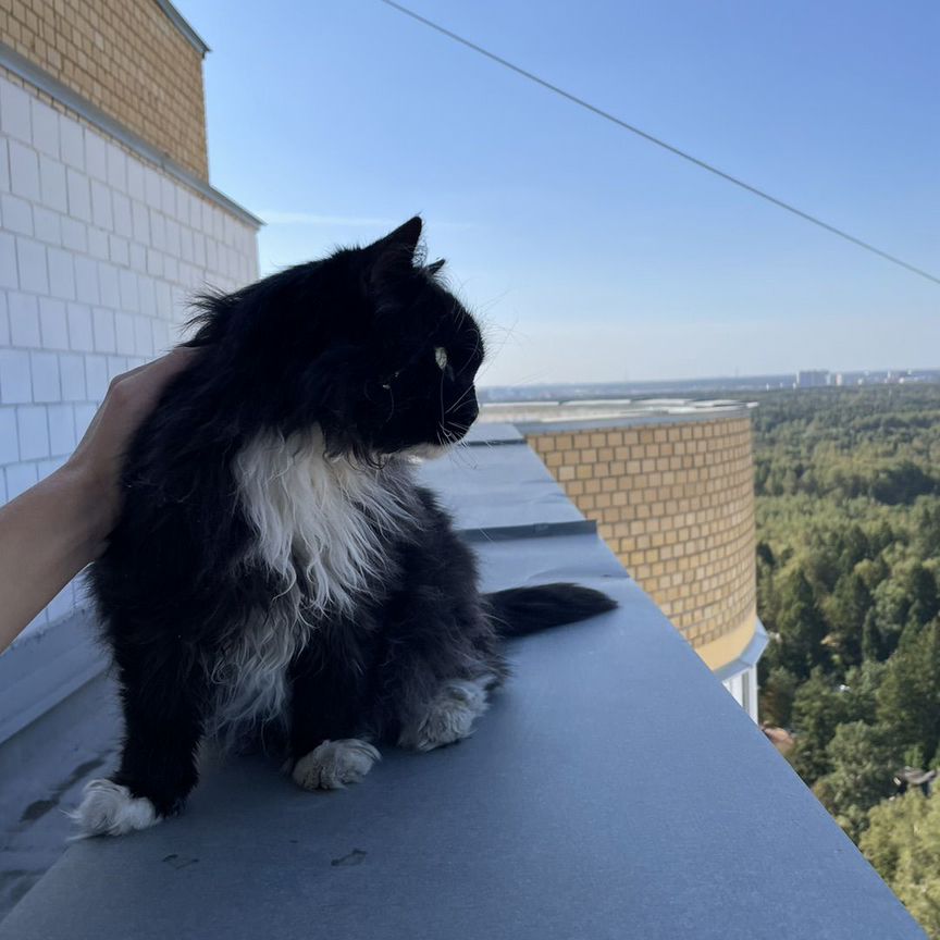 Кошка карлсон