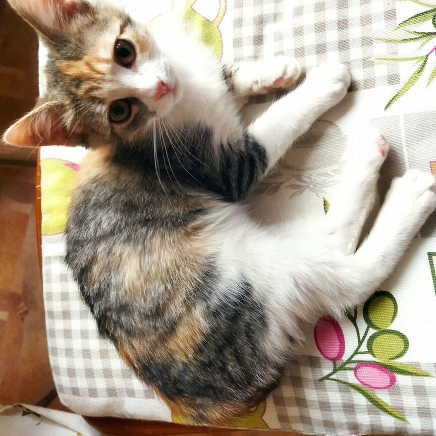 Отдам в добрые руки