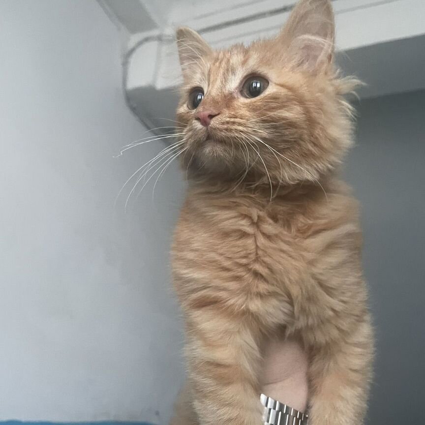 Котята в добрые руки бесплатно