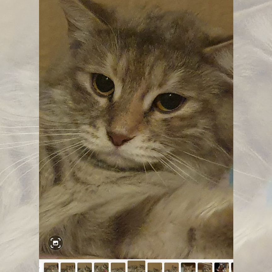 Ласковая молодая кошечка в добрые руки