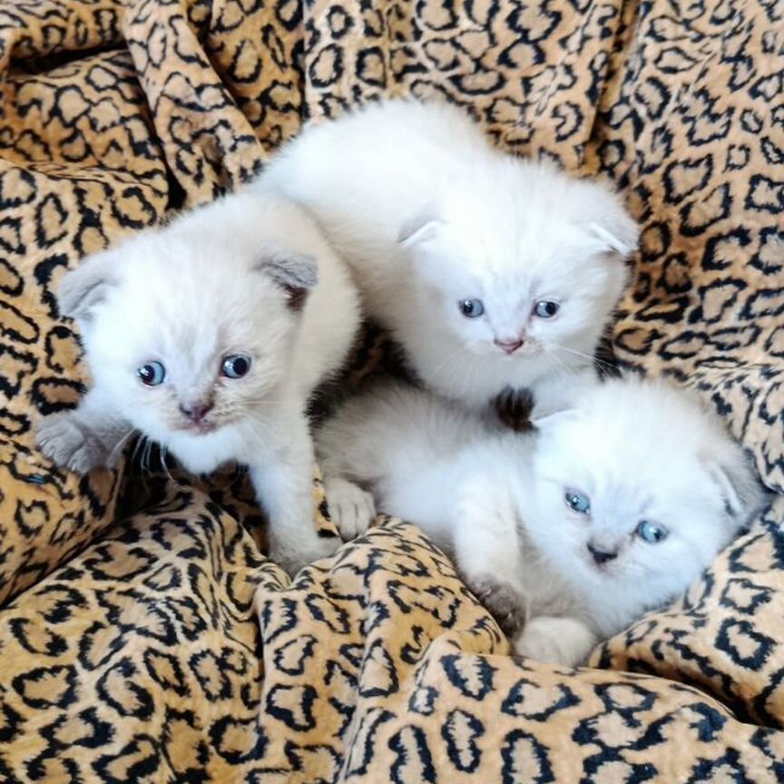 Шотландский вислоухий короткошёрстный котёнок