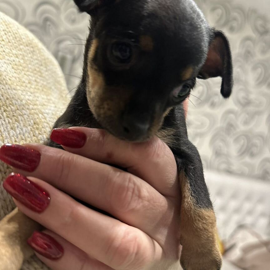 Той-терьер щенки