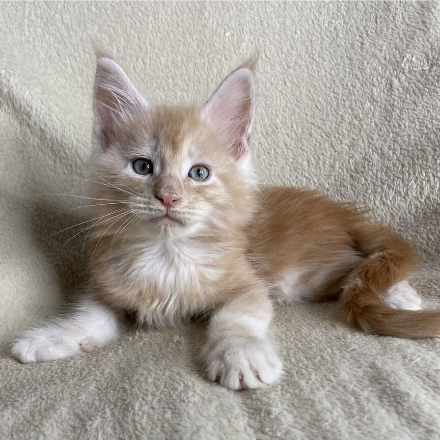 Мейн-кун котёнок