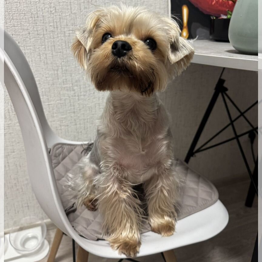 Йоркширский терьер