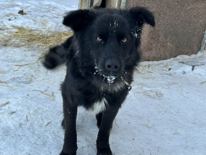 Собака в добрые руки