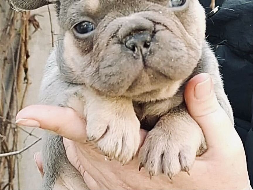 Французский бульдог редкий окрас