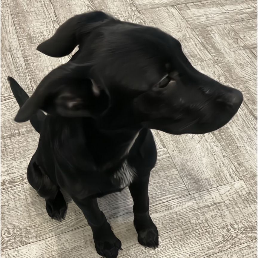 Щенок в добрые руки