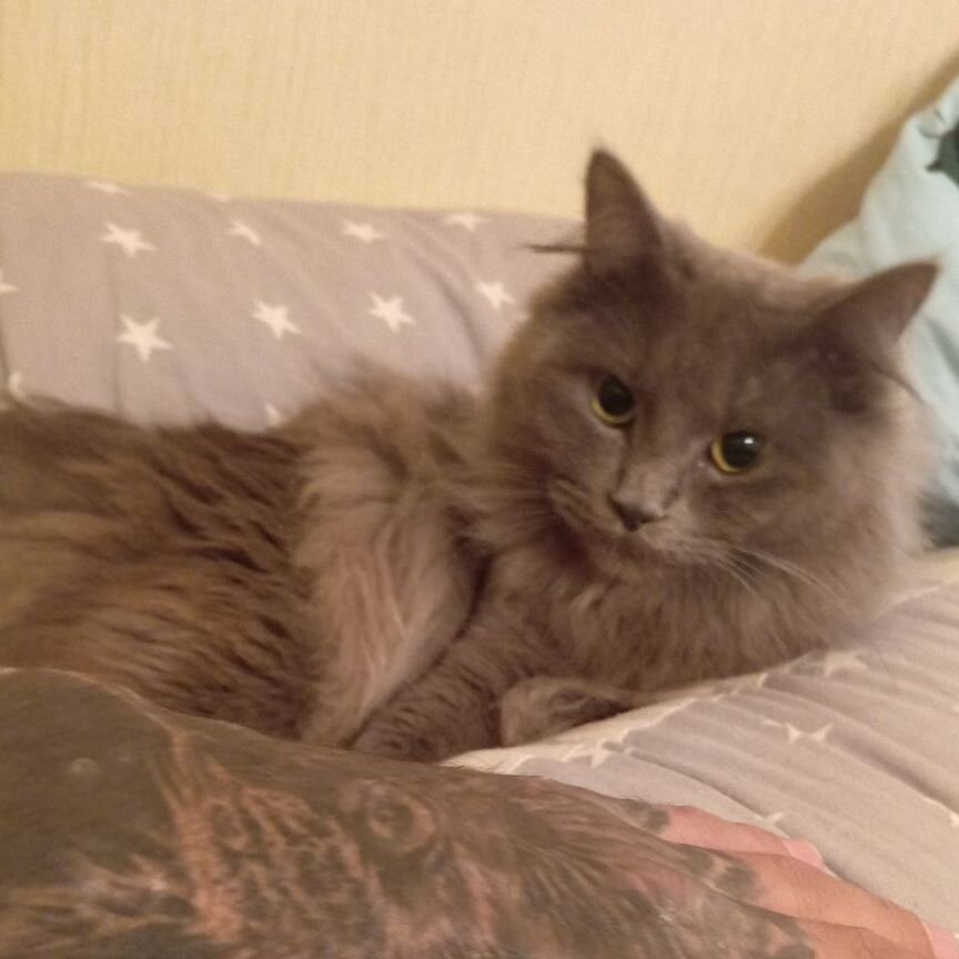 Курильский бобтейл мальчик продам