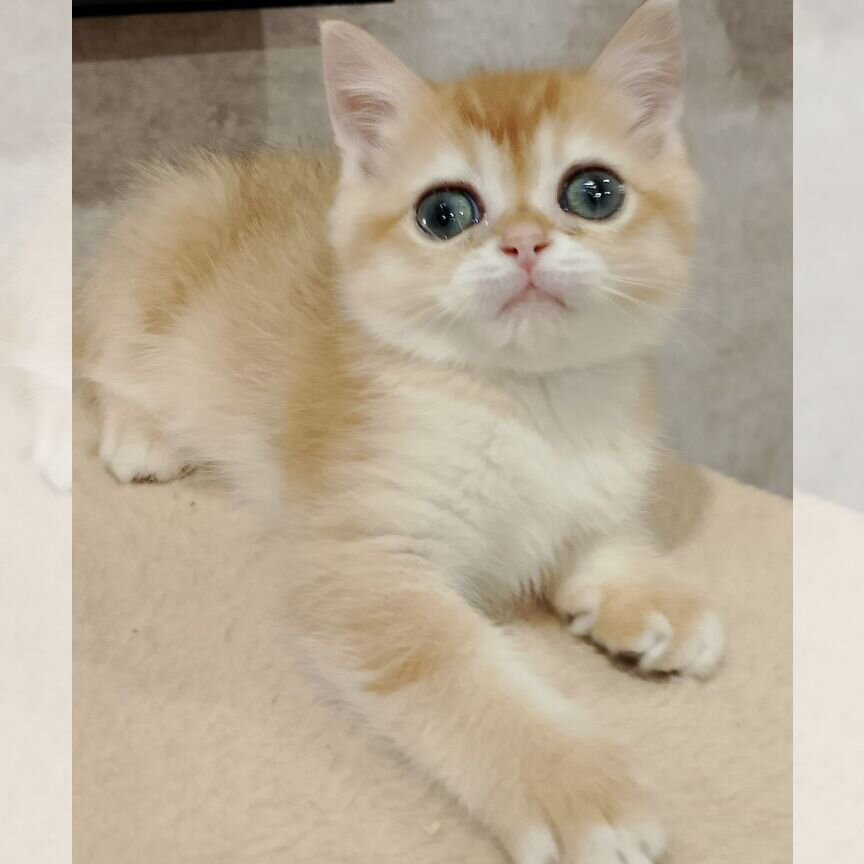 Шотландский прямоухий короткошёрстный котёнок