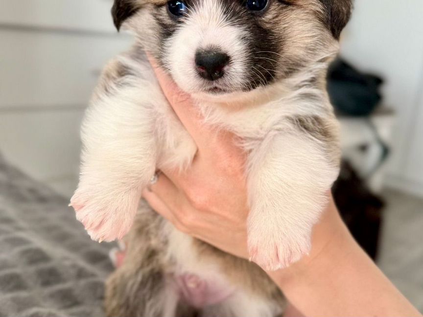 Щенки корги