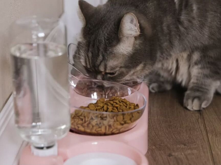 Кошачий лоток