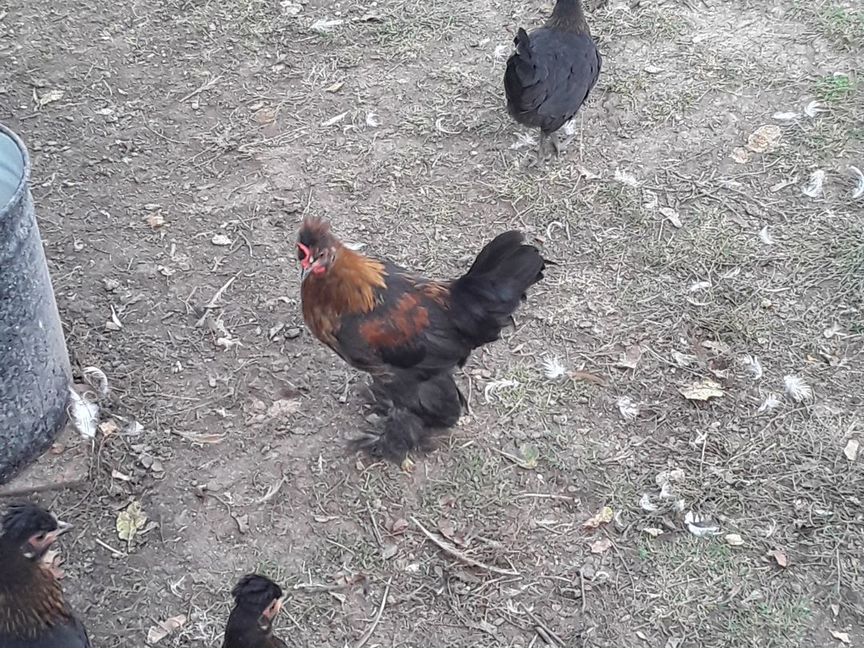 Карликовые Япошки