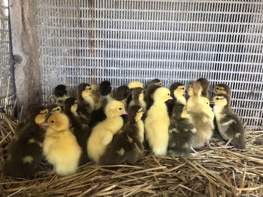 Мускусные утята