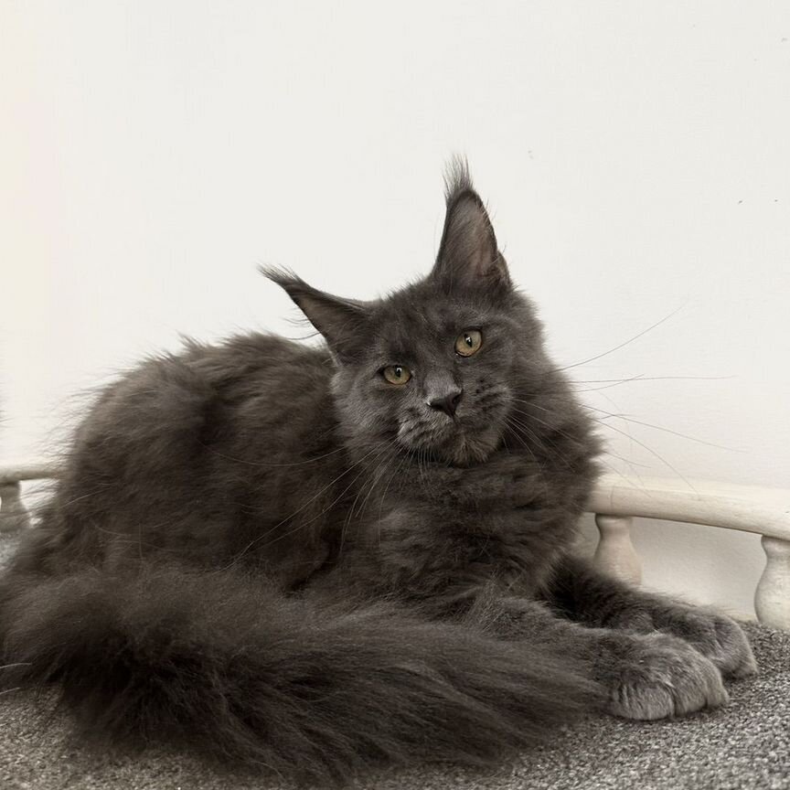 Котята мейн-кун