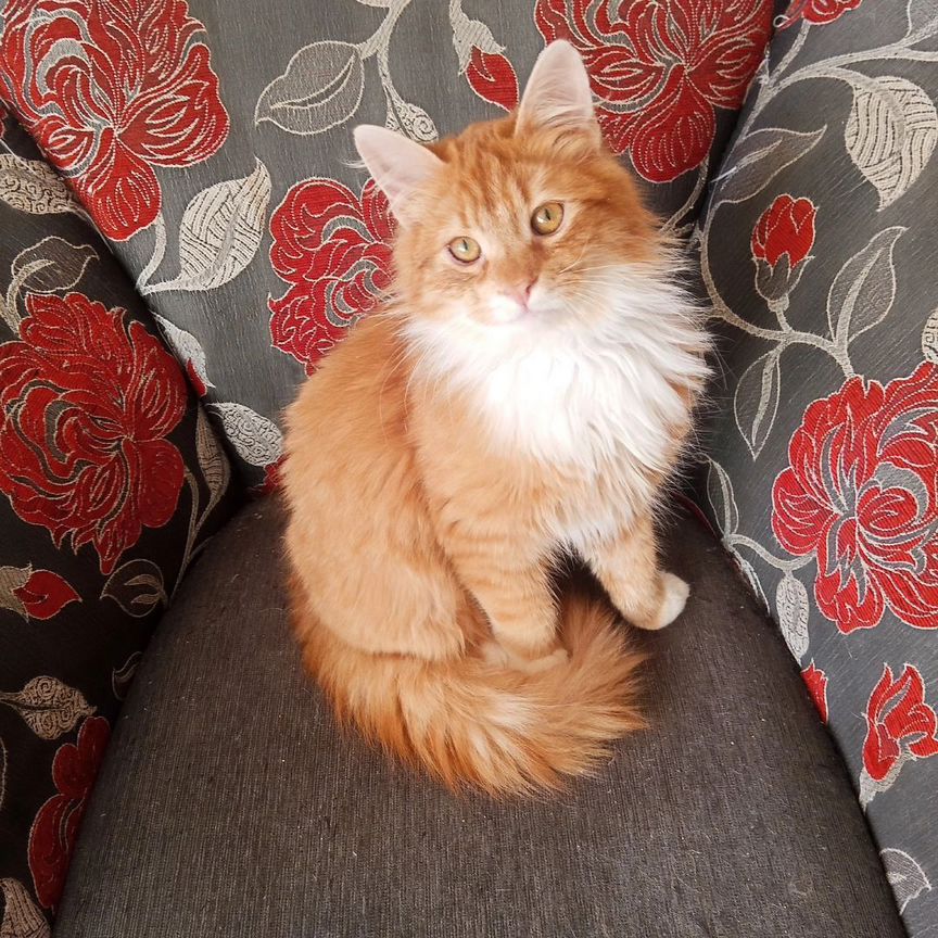 Коты