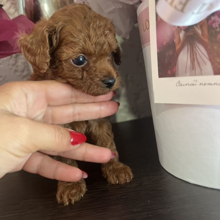 Той-пудель тедди Китай