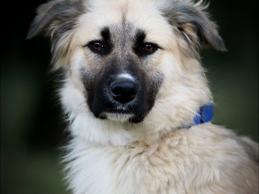 Альма ищет дом