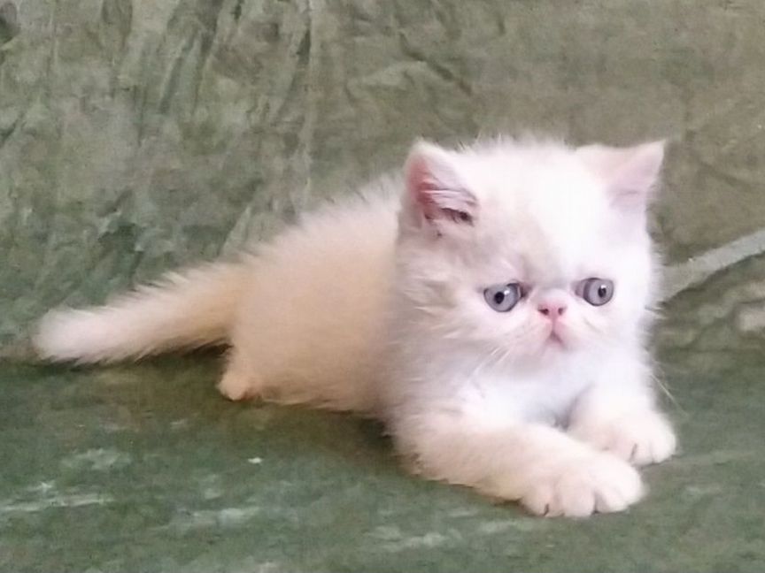 Котик-экзотик