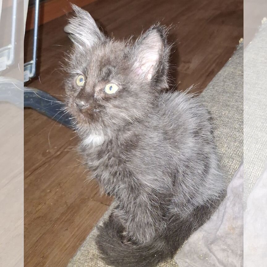 Котёнок от частного владельца