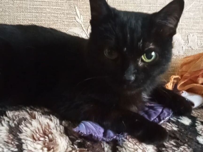 Маруся в добрые руки