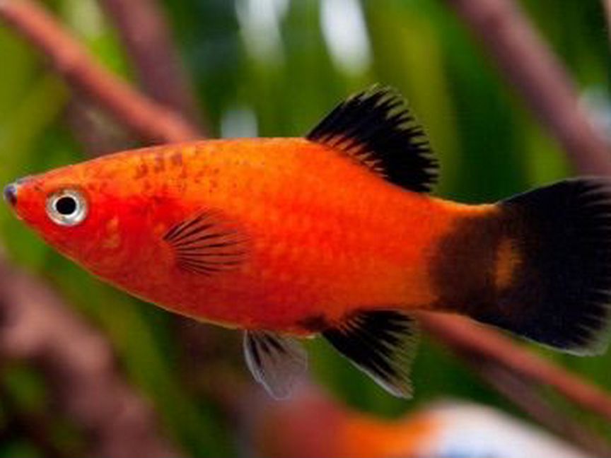 Рыба меченосец