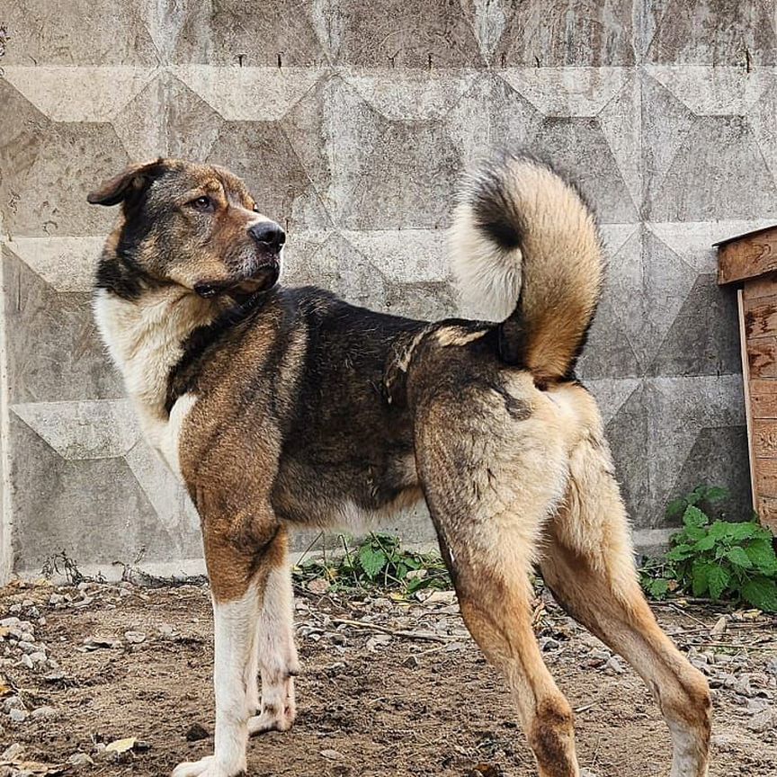 Отдам в добрые руки