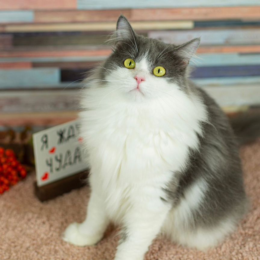 Кошечка ищет дом, мягкая и ласковая