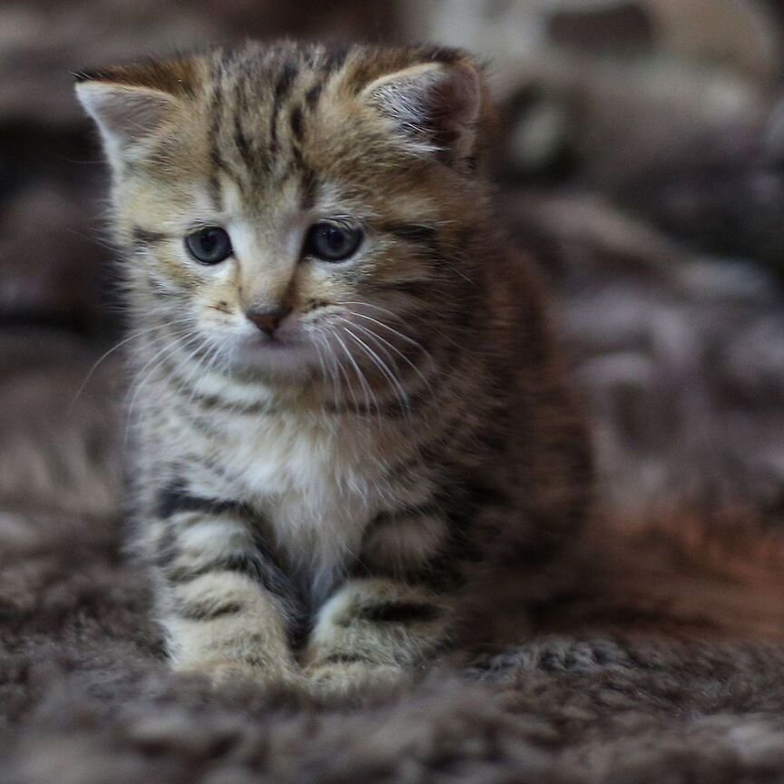 Шотландский прямоухий короткошёрстный котёнок