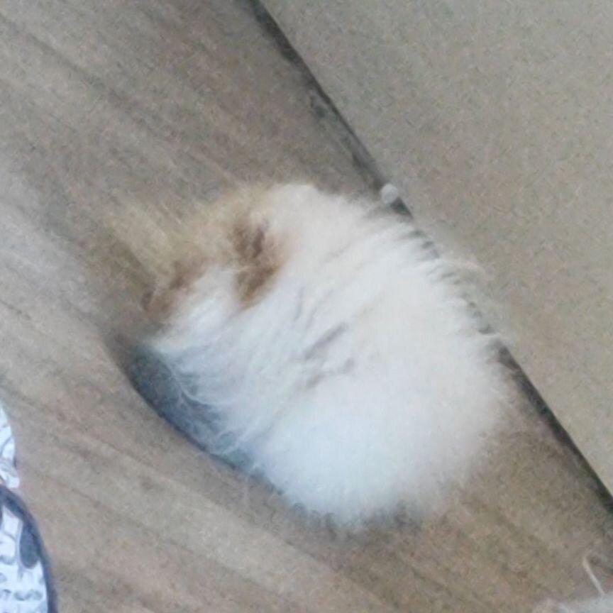 Померанский шпиц, взрослая собака