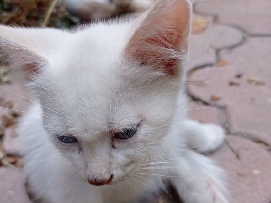 Котенок мальчик 2 месяца