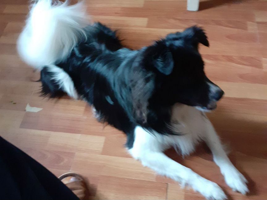 Собака в добрые руки отдам бесплатно