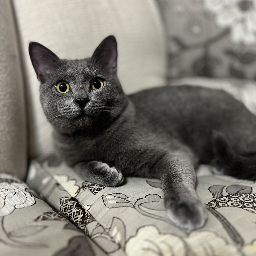 Кот