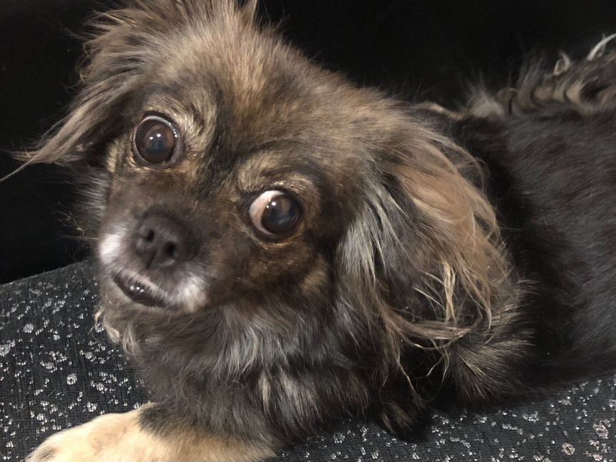 Пекинес в добрые руки