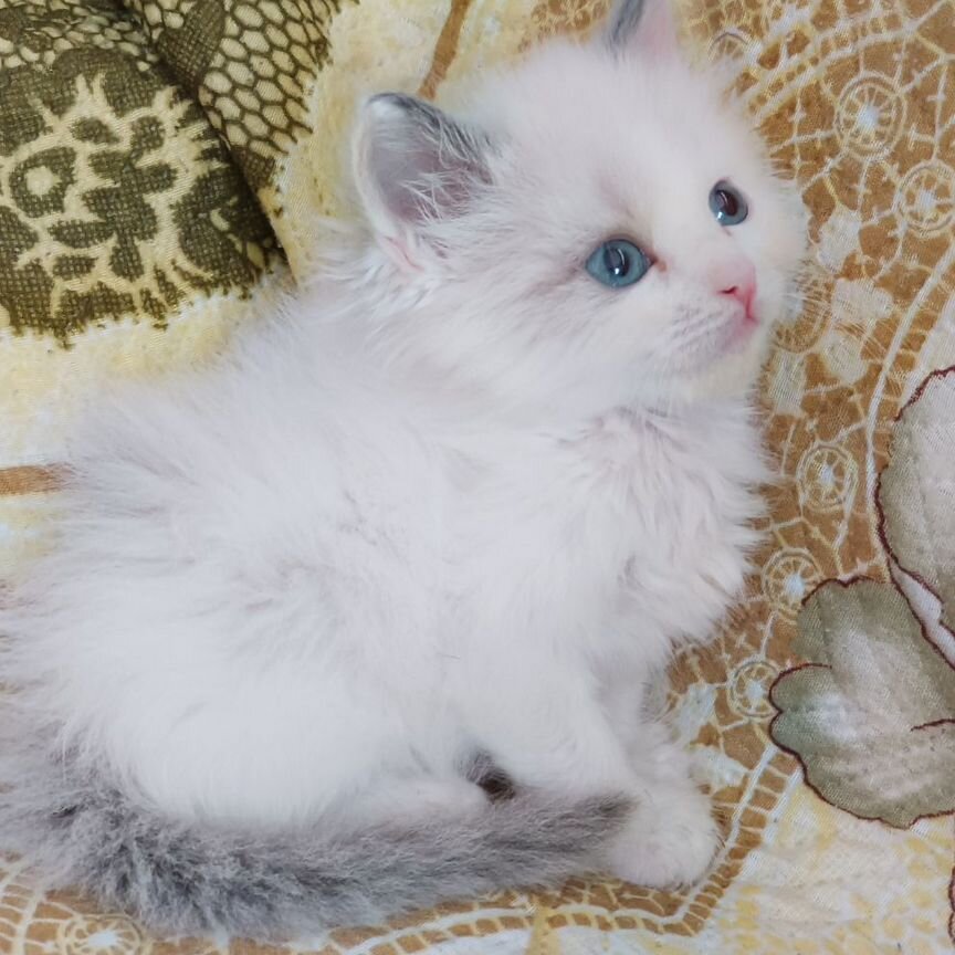 Рэгдолл котёнок
