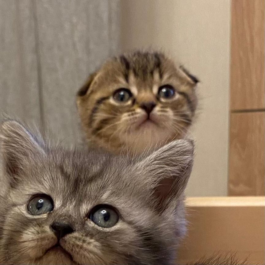 Шотландская