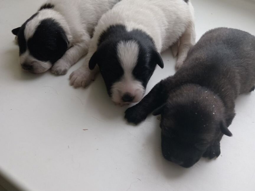 Среднеазиатская овчарка