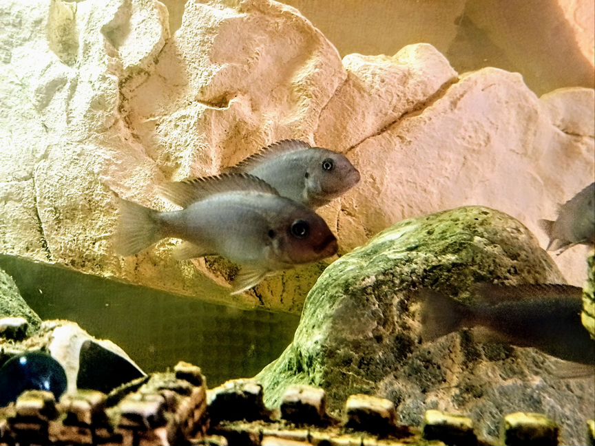 Цихлиды голубой дельфин