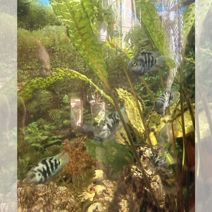 Сапфировые попугаи 7 шт и сомик, ёлочка - банка