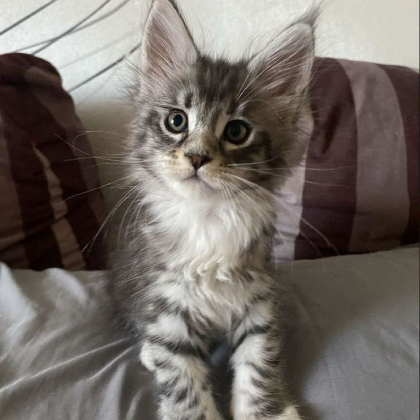 Котята мейн-кун