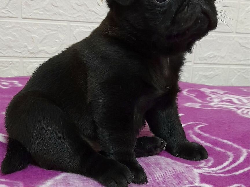 Мопс (щенки)