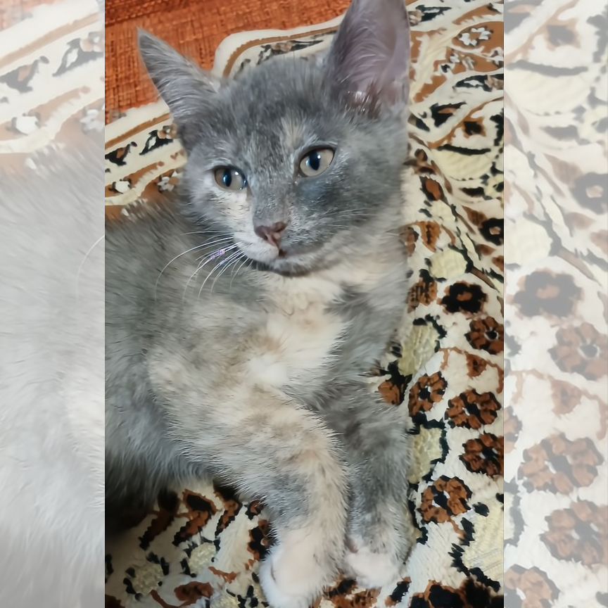 Котёнок в добрые руки