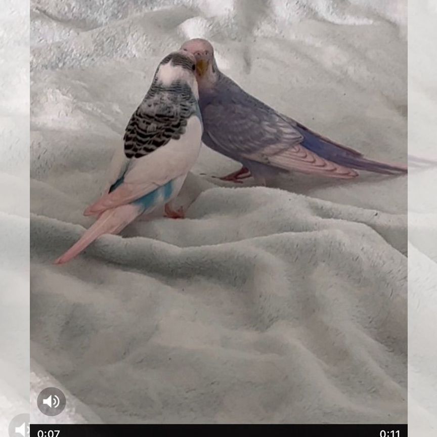 Волнистый попугай