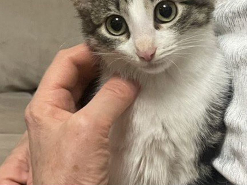 Котенок девочка ищет дом