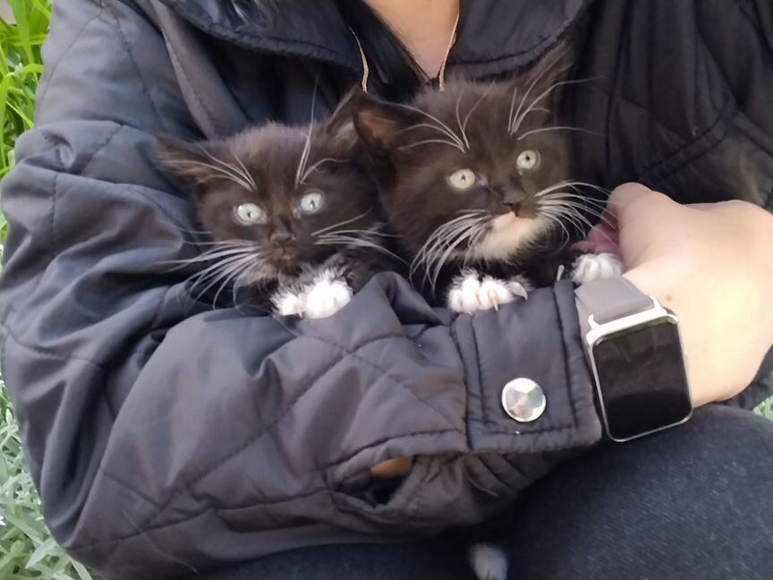 Отдаю даром котодетей